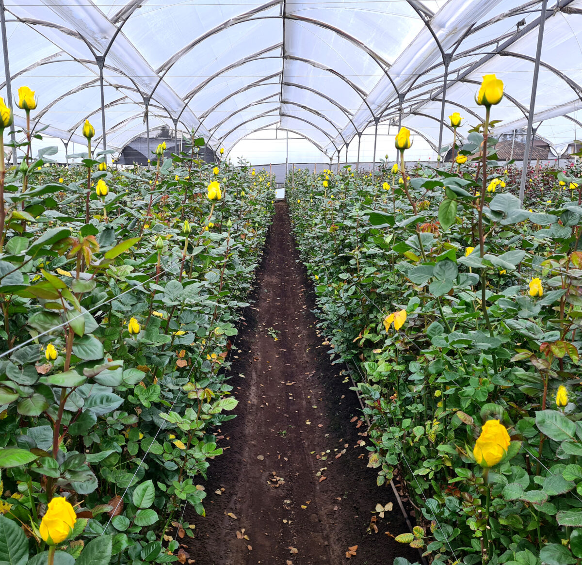 About HF – HIGHLAND Flowers